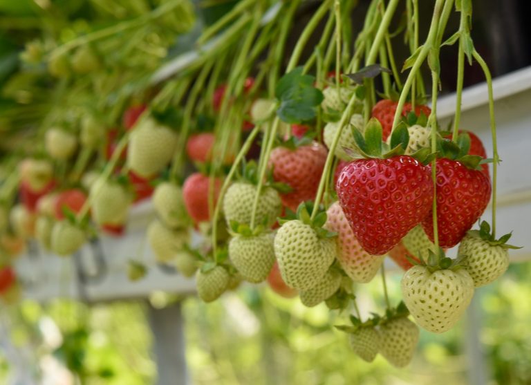 Home - en - Flevo Berry